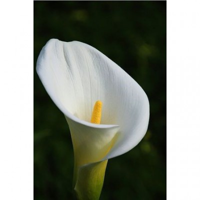 Richard Layman Obituary | Mid-Ohio Valley Cremation Society